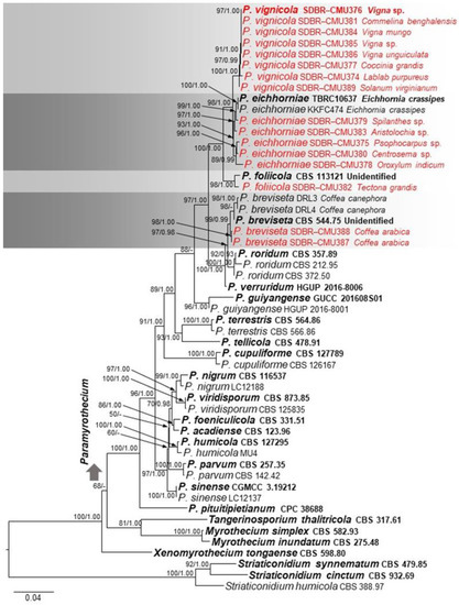 Identification and Pathogenicity of Paramyrothecium Species Associated ...