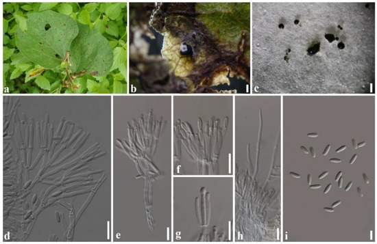 Identification and Pathogenicity of Paramyrothecium Species Associated ...