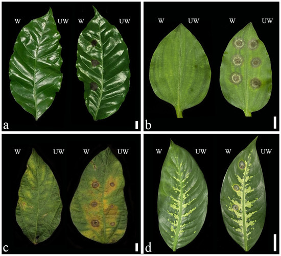 Identification and Pathogenicity of Paramyrothecium Species Associated ...