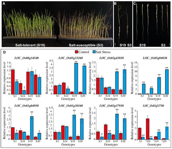 Evaluation of Green Super Rice Lines for Agronomic and Physiological ...