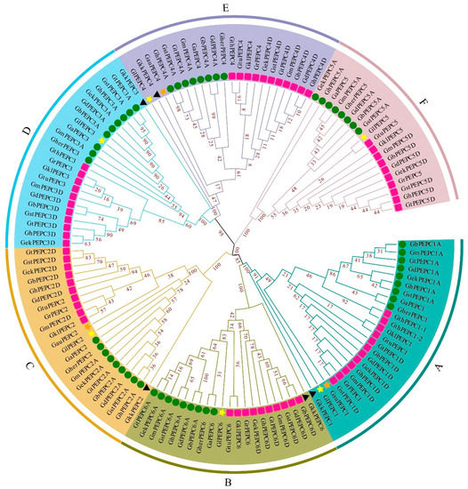Conservation and Divergence of Phosphoenolpyruvate Carboxylase Gene ...