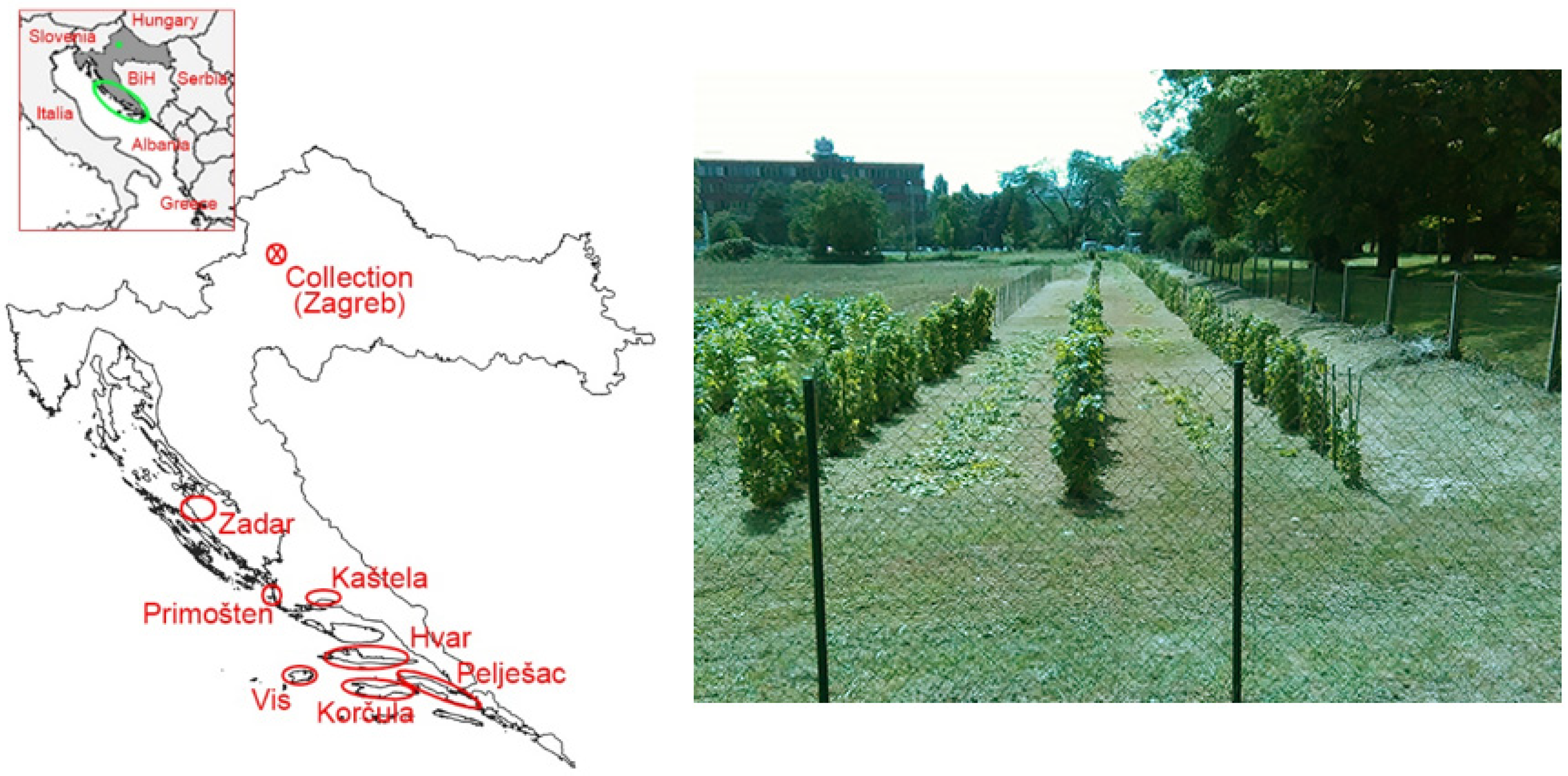 Virus and Virus-like Pathogens in the Grapevine Virus Collection of ...
