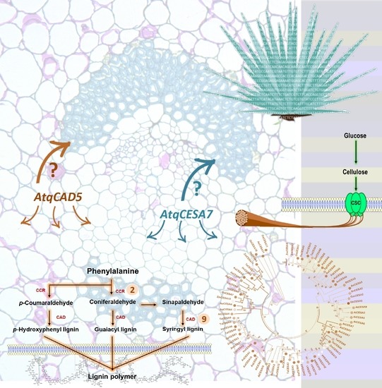 Plants | Free Full-Text | Transcriptome Mining Provides Insights into ...