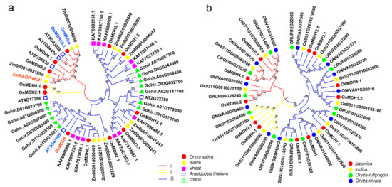Genome-Wide Identification of MDH Family Genes and Their Association ...