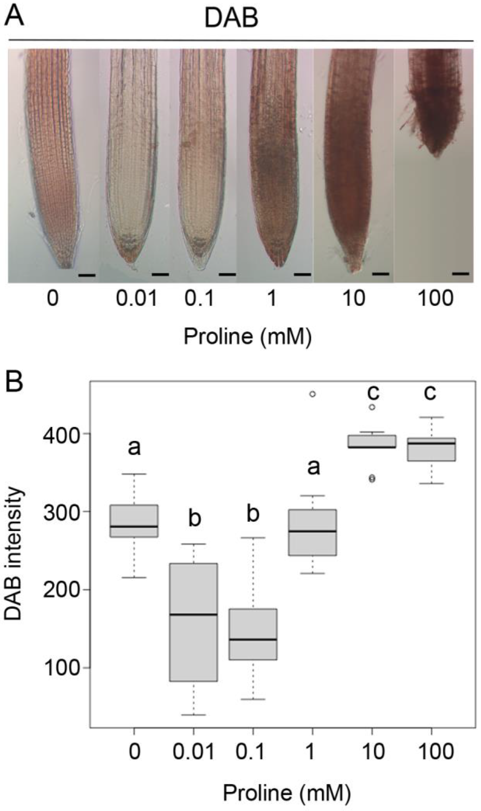 Plants | Free Full-Text | Interplay between Proline Metabolism and ROS ...