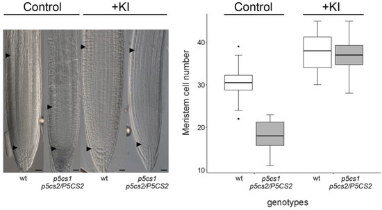 Interplay between Proline Metabolism and ROS in the Fine Tuning of Root ...