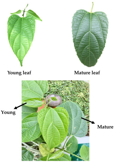 Plants | Free Full-Text | Effects of Maturity and Thermal Treatment on ...