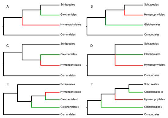 Phylogenomic Analysis Reconstructed the Order Matoniales from ...