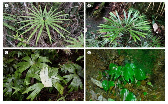 Phylogenomic Analysis Reconstructed the Order Matoniales from ...