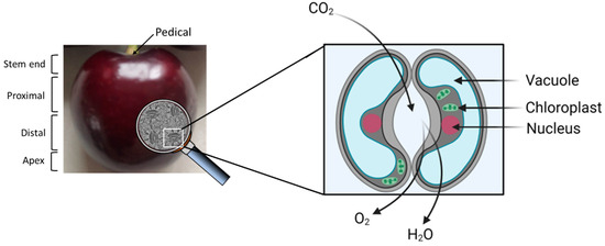 Fruit Development in Sweet Cherry