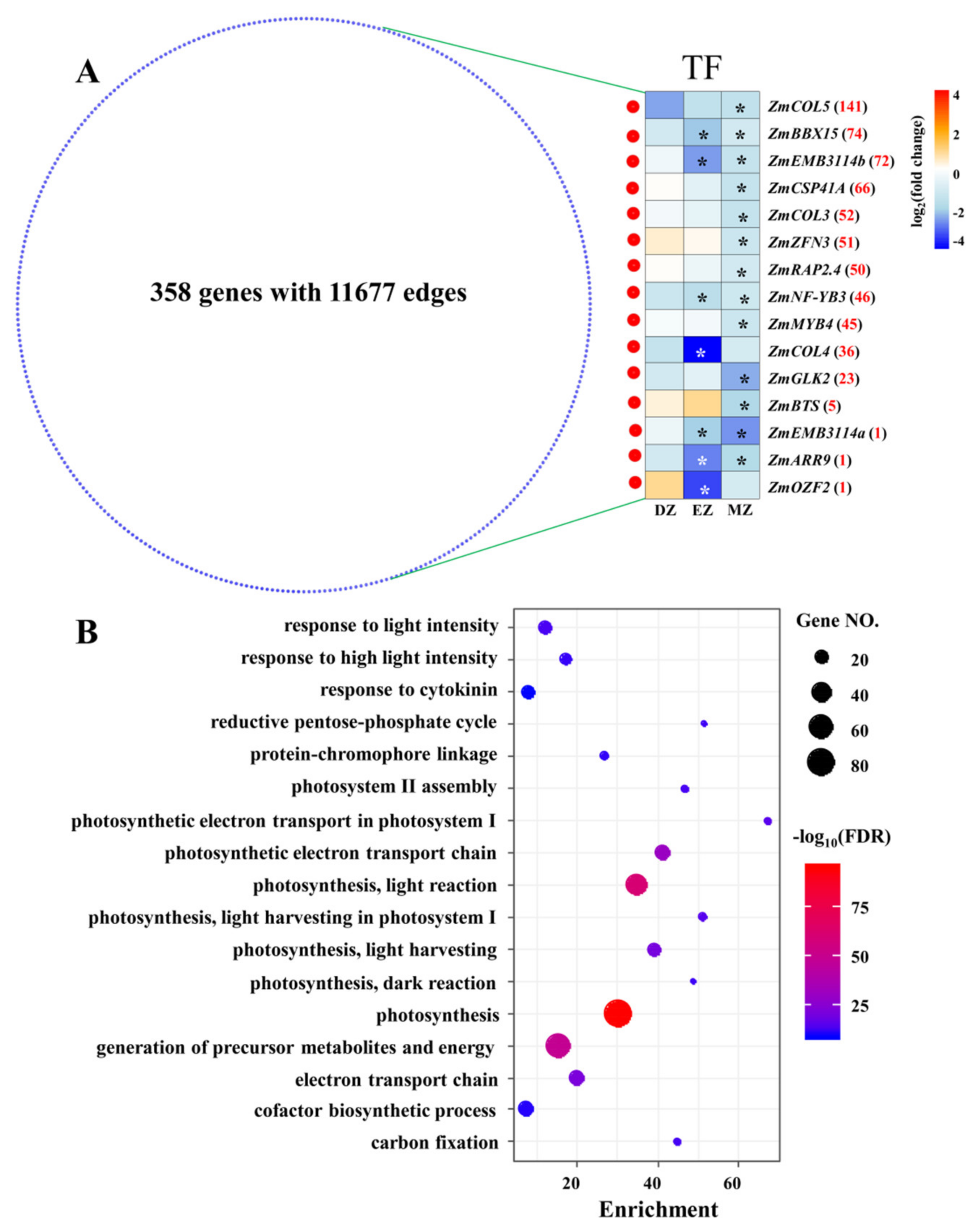 Comparative Transcriptome Analysis Reveals Common and Developmental ...