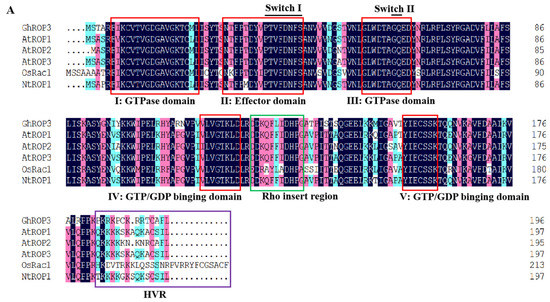 A Small Gtp-Binding Protein GhROP3 Interacts with GhGGB Protein and ...