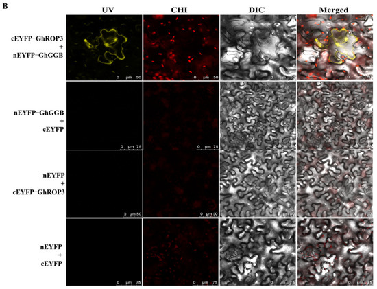 A Small Gtp-Binding Protein GhROP3 Interacts with GhGGB Protein and ...