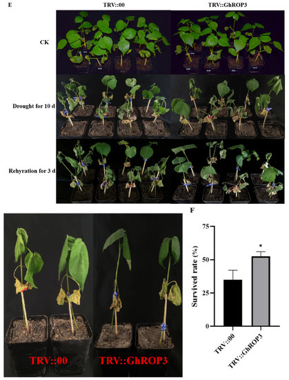 A Small Gtp-Binding Protein GhROP3 Interacts with GhGGB Protein and ...