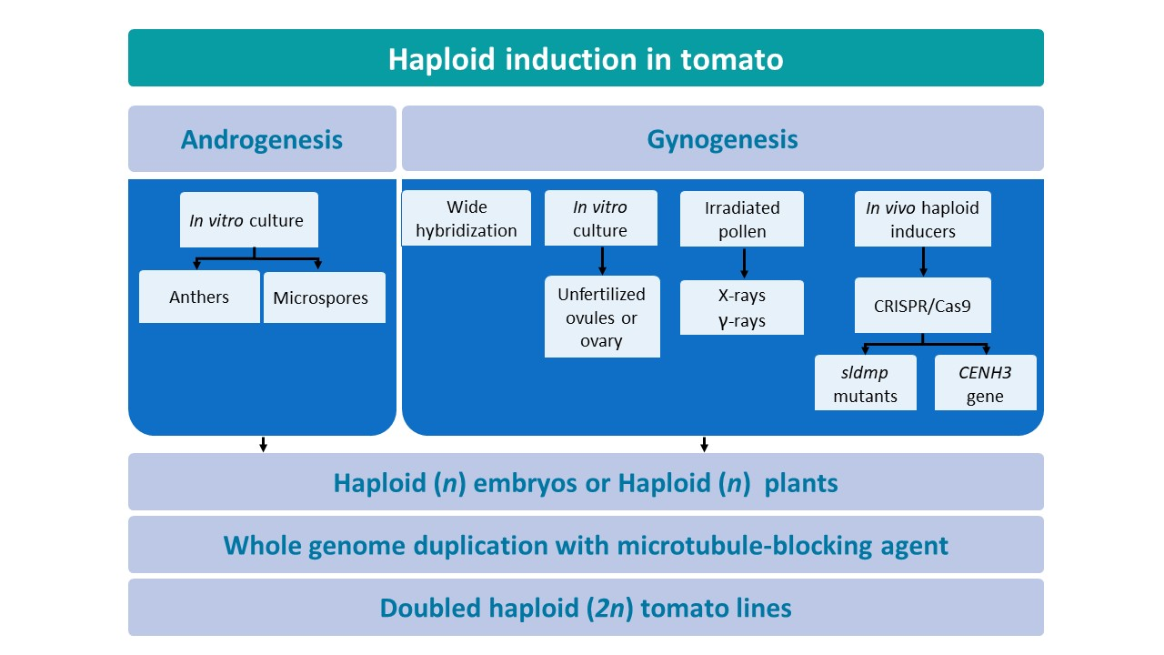 Plants | Free Full-Text | Haploid Induction in Tomato (Solanum ...