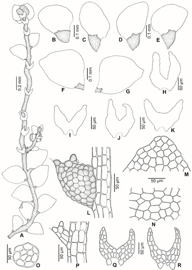 Integrative Taxonomy Reveals a New Species of the Genus Lejeunea ...