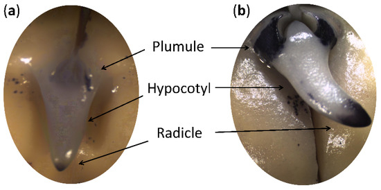 Seed-to-Seedling Transition in Pisum sativum L.: A Transcriptomic Approach