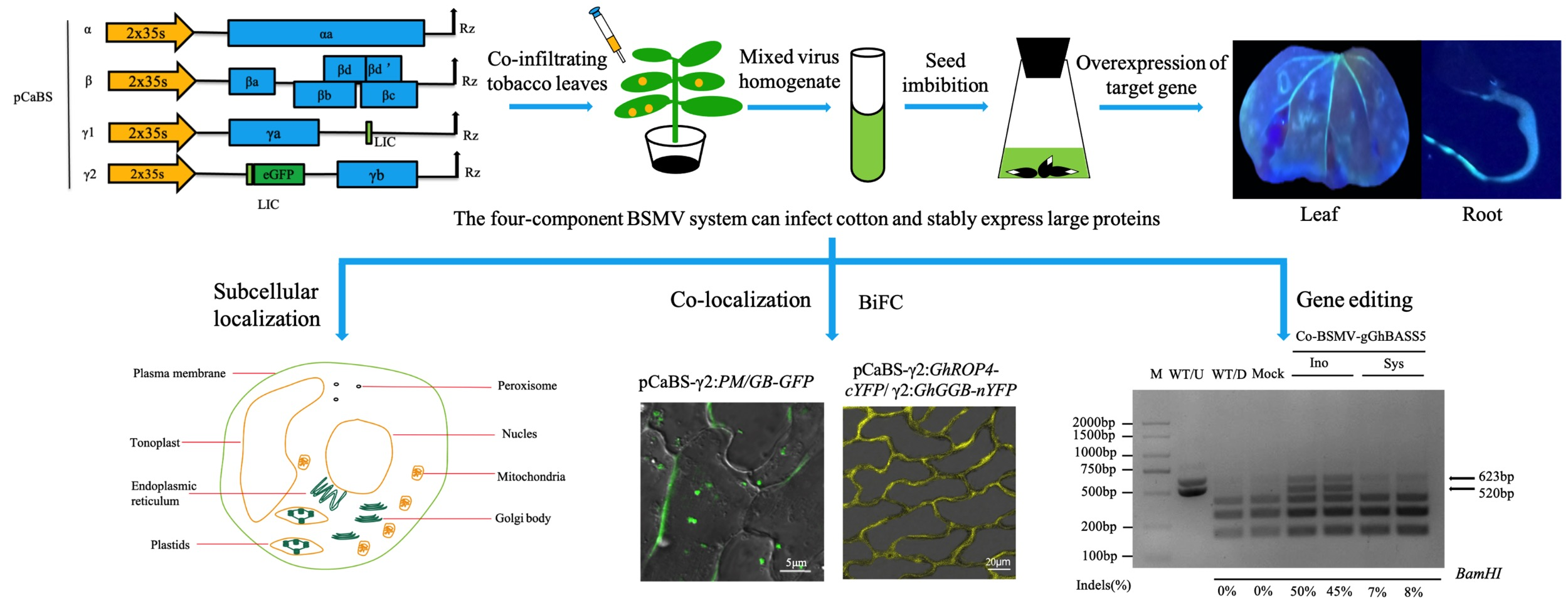 Plants | Free Full-Text | A New Method for Rapid Subcellular ...