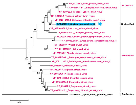 Complete Genome Sequence of a Novel Monopartite Mastrevirus, Soybean ...
