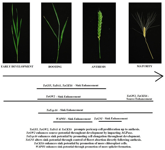 Genes Impacting Grain Weight and Number in Wheat (Triticum aestivum L ...