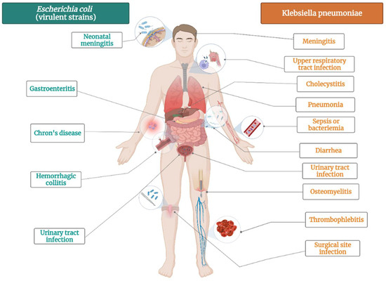 Current State of Knowledge Regarding WHO Critical Priority Pathogens ...
