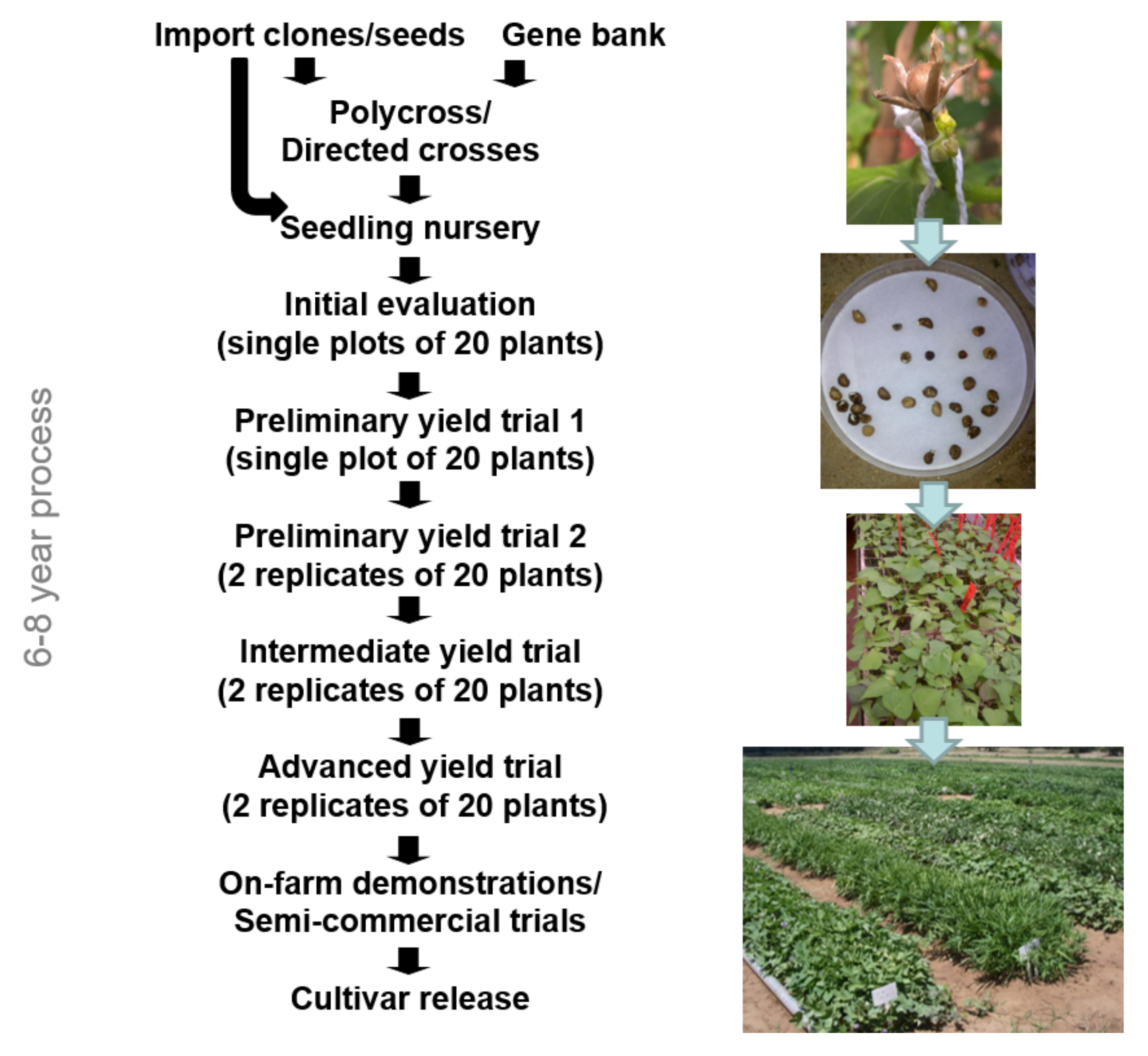 Analysis of the Nutritional Composition and Drought Tolerance Traits of ...