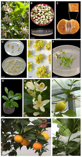 Different Cell Types Affect the Transition from Juvenile to Mature ...
