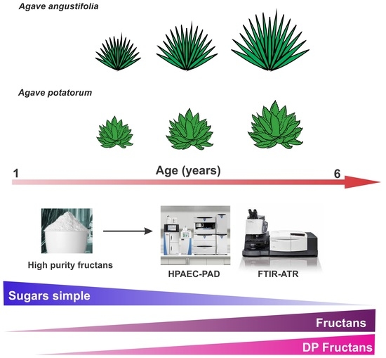 Plants | Free Full-Text | Agave Fructans in Oaxaca’s Emblematic ...