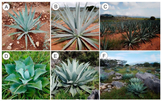 Agave Fructans in Oaxaca’s Emblematic Specimens: Agave angustifolia Haw ...