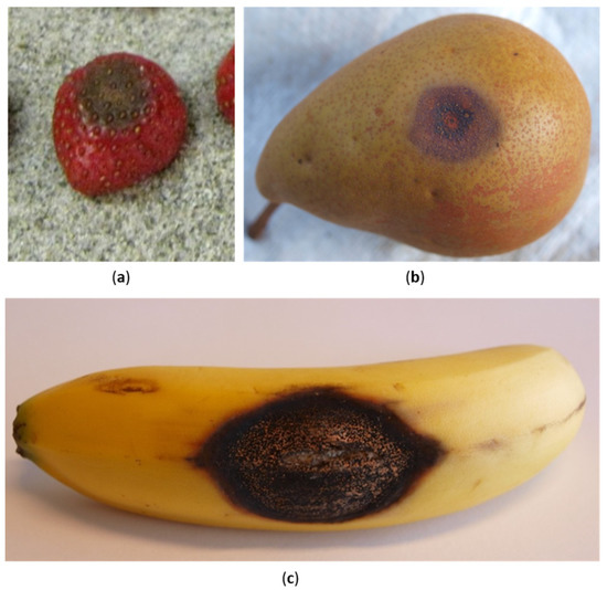Management of Post-Harvest Anthracnose: Current Approaches and Future ...