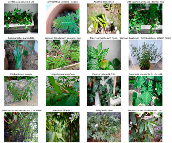Automated Real-Time Identification of Medicinal Plants Species in ...