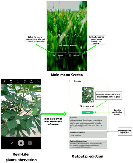 Automated Real-Time Identification of Medicinal Plants Species in ...