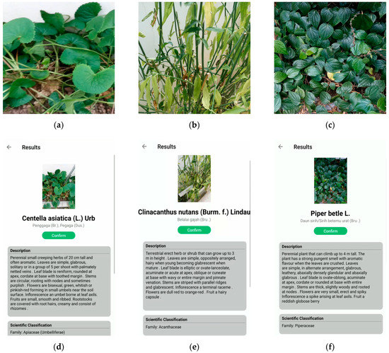 Automated Real-Time Identification of Medicinal Plants Species in ...