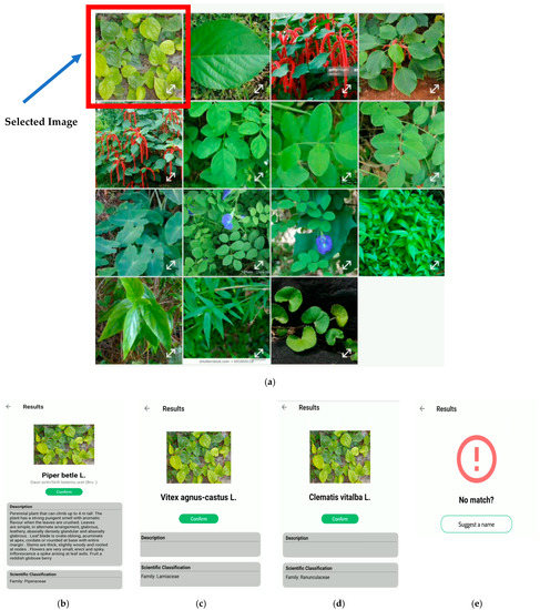 Automated Real-Time Identification of Medicinal Plants Species in ...