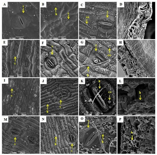 Plants | An Open Access Journal from MDPI