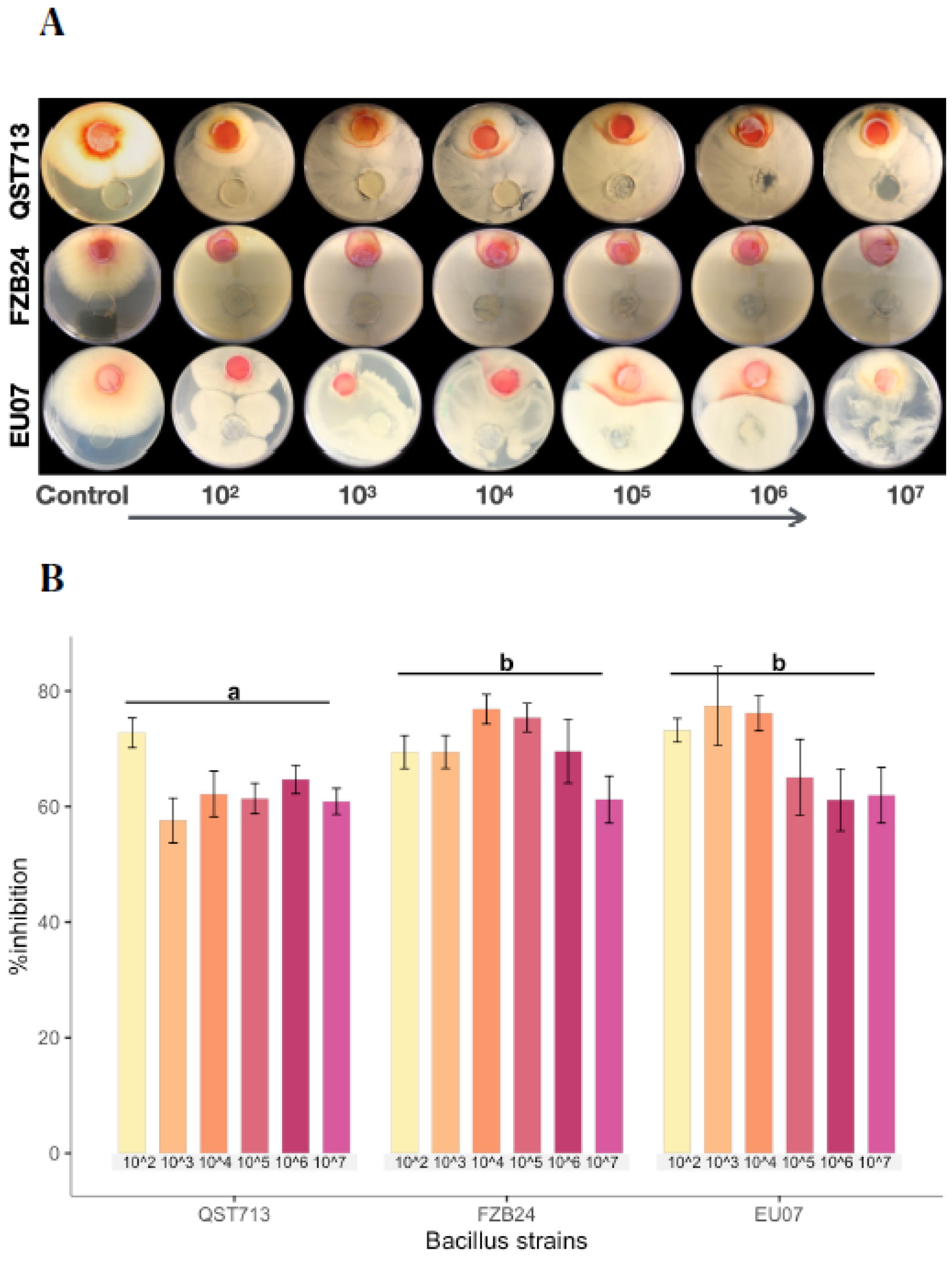 Comparison of Antifungal Activity of Bacillus Strains against Fusarium ...