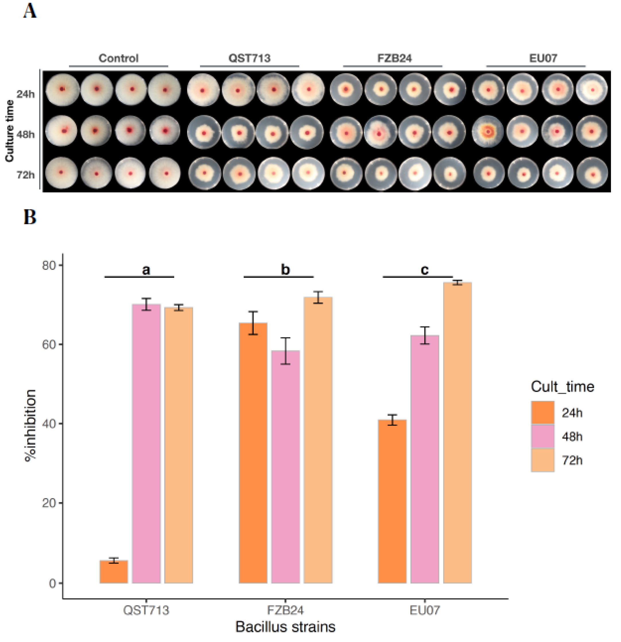 Comparison of Antifungal Activity of Bacillus Strains against Fusarium ...