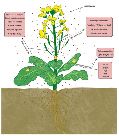 Analysis of Tissue-Specific Defense Responses to Sclerotinia ...