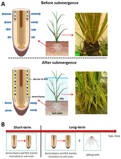 The Pyramiding of Three Key Root Traits Aid Breeding of Flood-Tolerant Rice