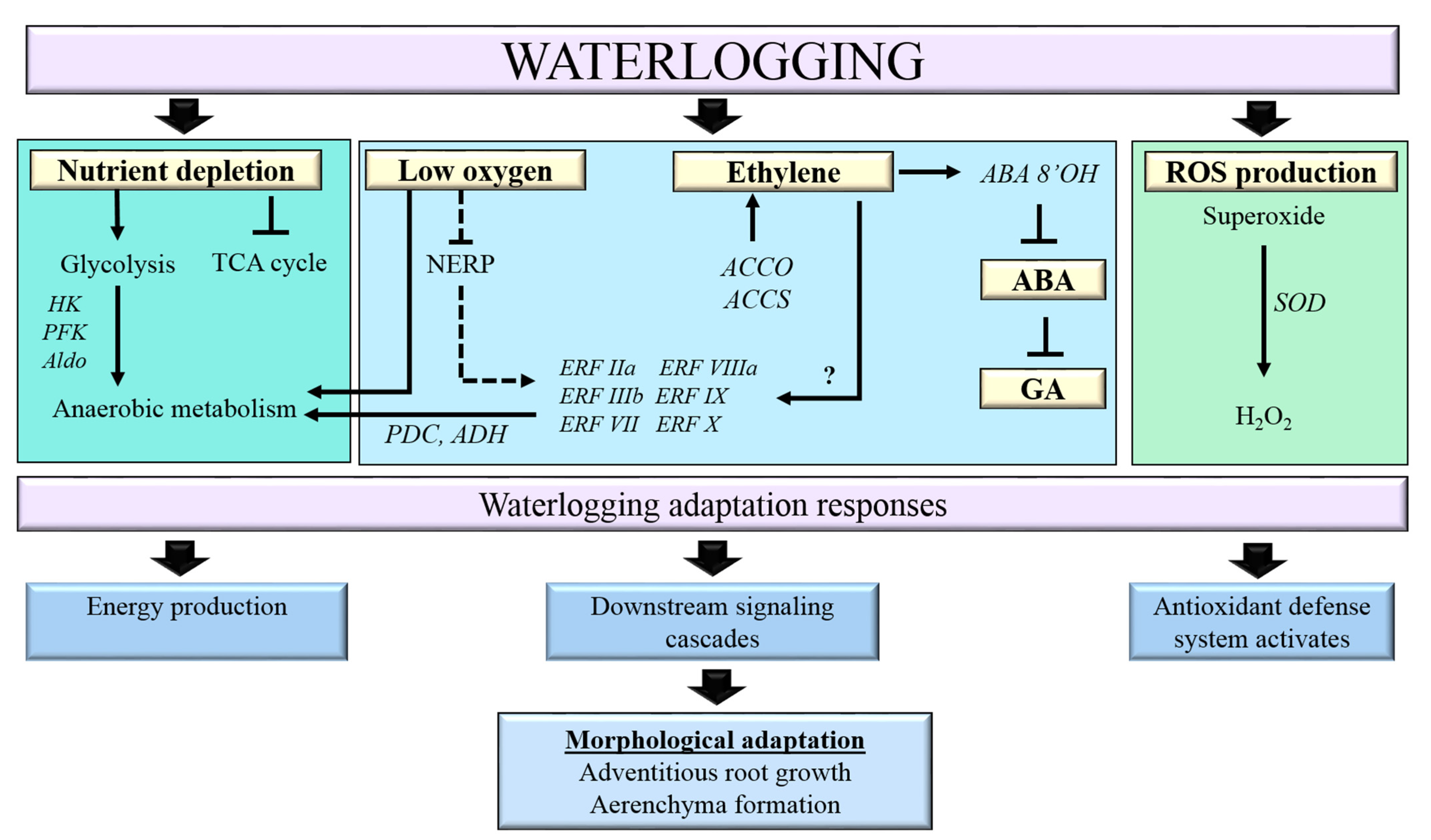 Waterlogging Stress Induces Antioxidant Defense Responses, Aerenchyma ...