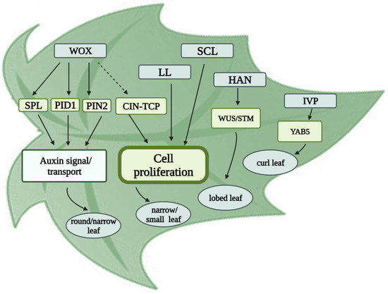 Research Progress on the Leaf Morphology, Fruit Development and Plant ...