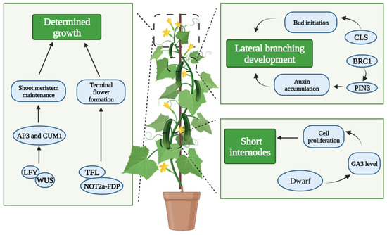 Research Progress on the Leaf Morphology, Fruit Development and Plant ...