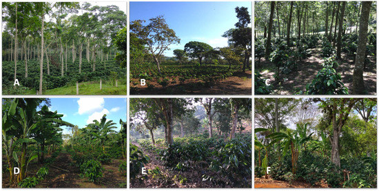 Description of an Arabica Coffee Ideotype for Agroforestry Cropping ...