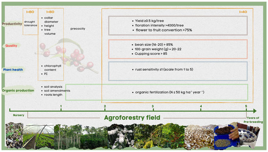 Description of an Arabica Coffee Ideotype for Agroforestry Cropping ...