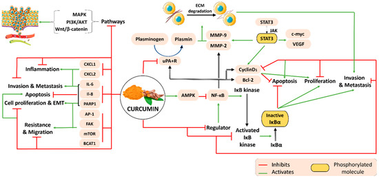 The Synergistic Effects of Curcumin and Chemotherapeutic Drugs in ...