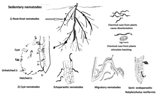 Plants | Free Full-Text | Understanding Molecular Plant–Nematode ...