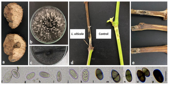 Botryosphaeria Dieback (Lasiodiplodia viticola): An Imminent Emerging ...