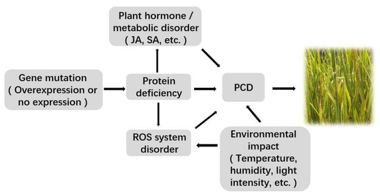 Advances in the Genetic Basis and Molecular Mechanism of Lesion Mimic ...