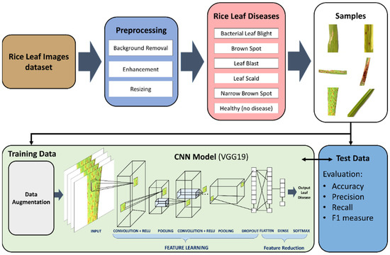 Plants | Free Full-Text | Deep Learning Utilization in Agriculture: Detection of Rice Plant ...