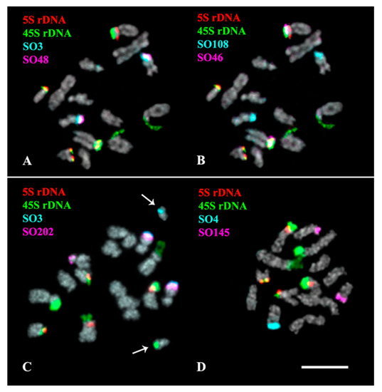 Integration of Repeatomic and Cytogenetic Data on Satellite DNA for the Genome Analysis in the ...